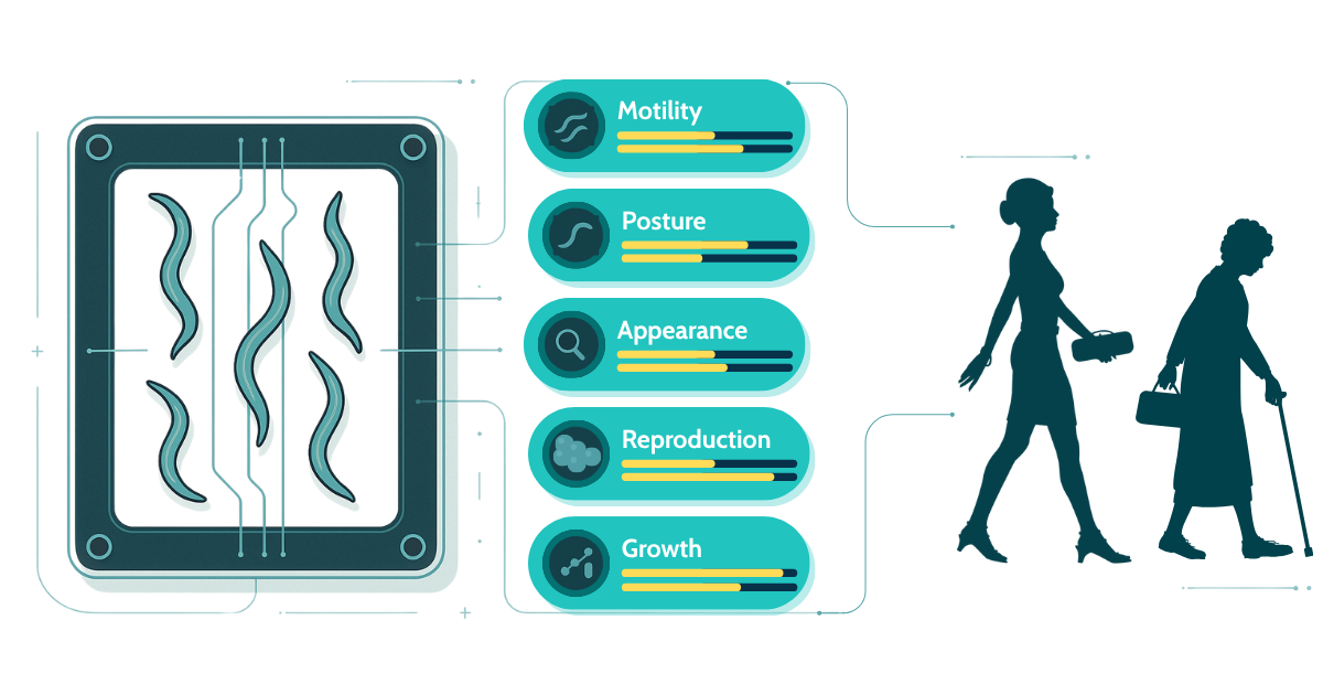 Nagi™ B-Age | Biological Age Clock for Healthy Aging Research
